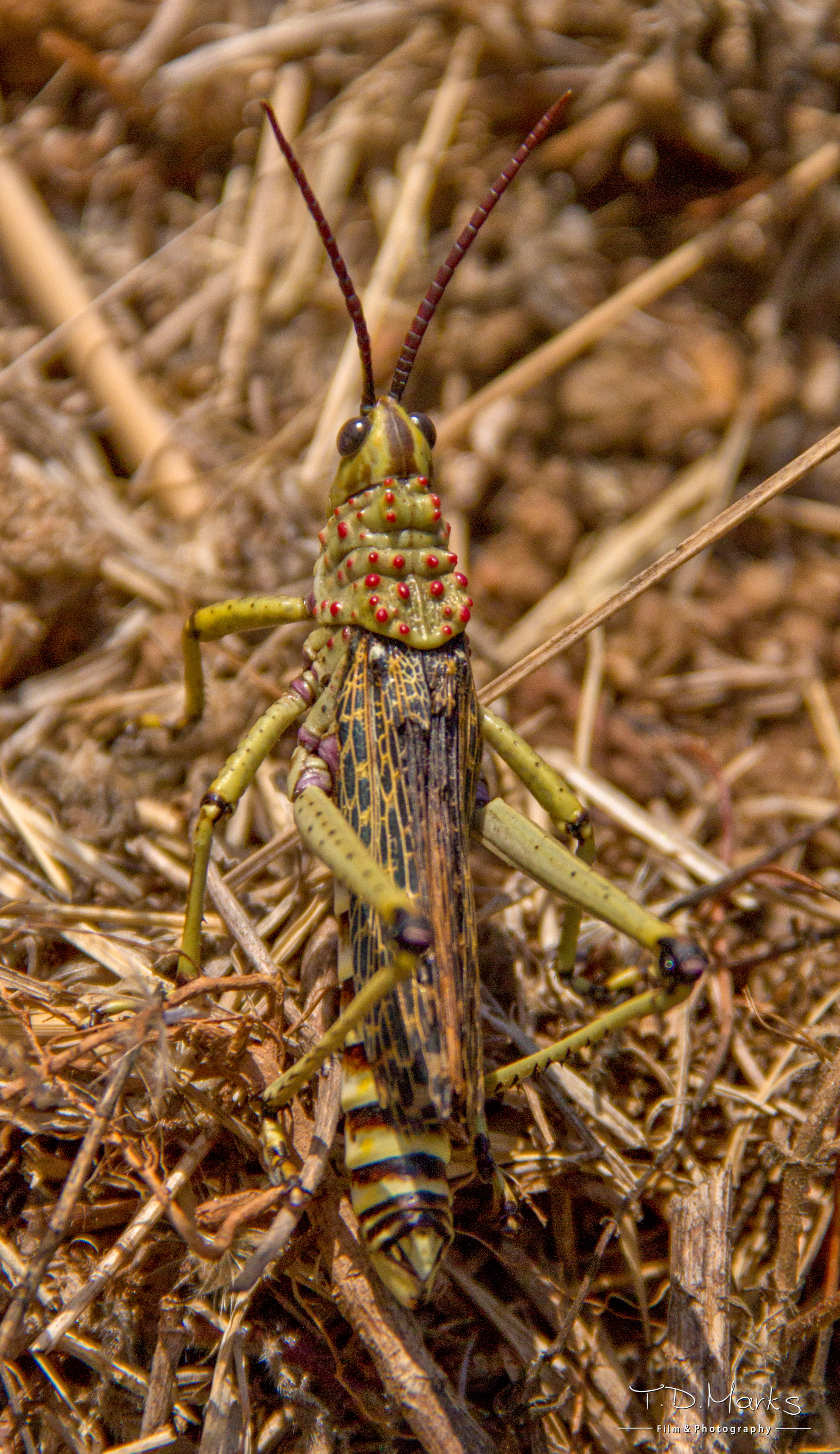 Locust I T.D.Marks Film/Photography